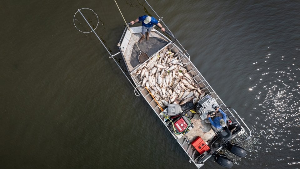 Invasive Carp Threaten U.S. Waterways and Native Species | WWF
