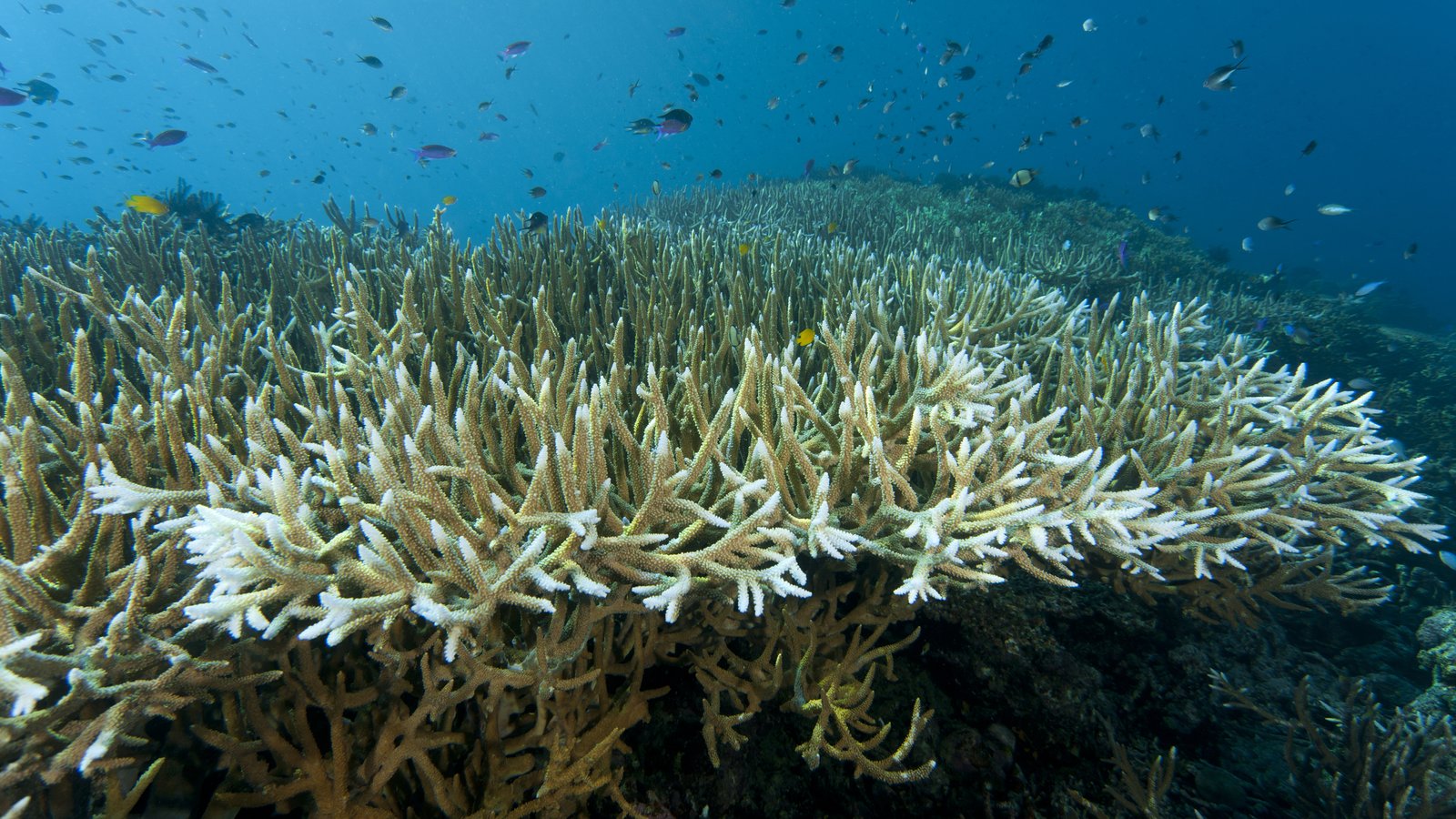 Coral Bleaching: What to Know & How to Stop It | WWF