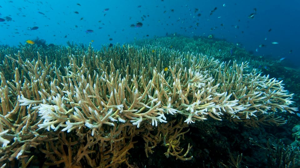 Coral Bleaching: What to Know & How to Stop It | WWF