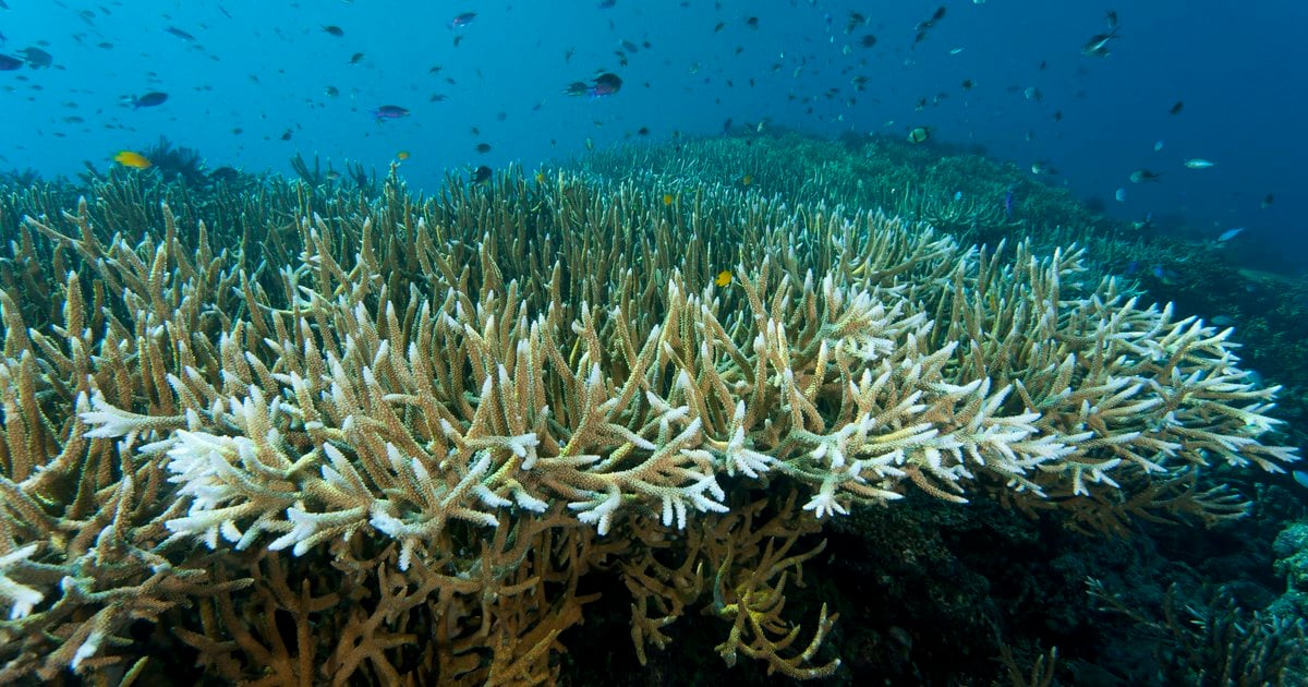 Why Coral Reefs Are Turning White And What It Means | World Wildlife Fund