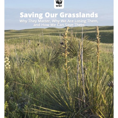 Saving Our Grasslands: Why They Matter, Why We Are Losing Them, and How ...
