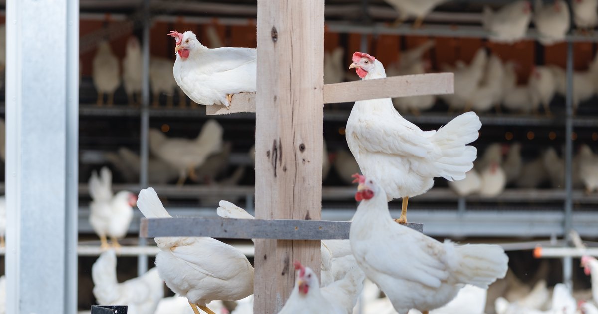Rethinking Food Waste: From Landfills to Animal Feed | WWF