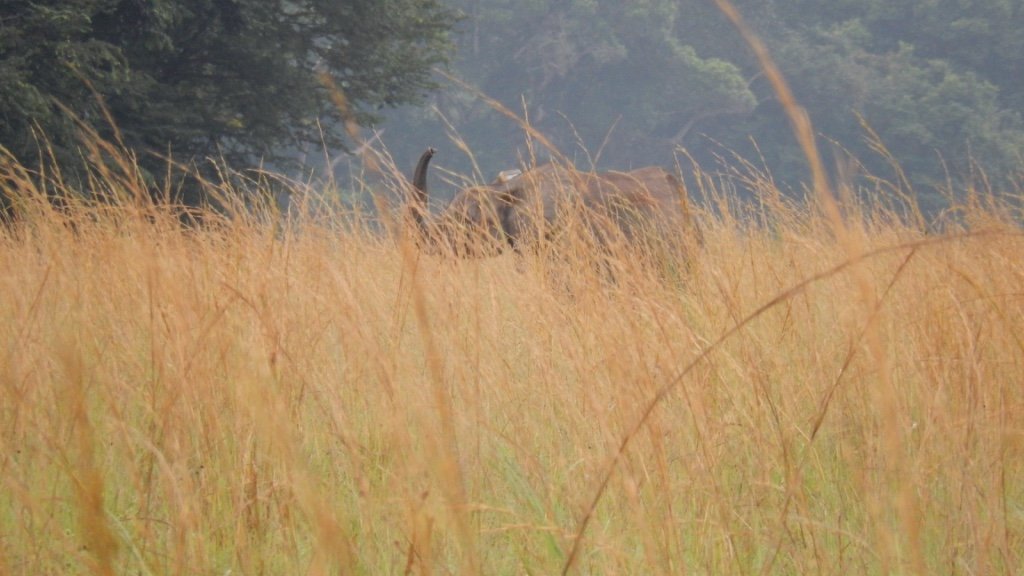 Mapping Tech Transforms Conservation Efforts | WWF