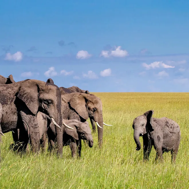 Wildlife Conservation Supports Climate Action | World Wildlife Fund