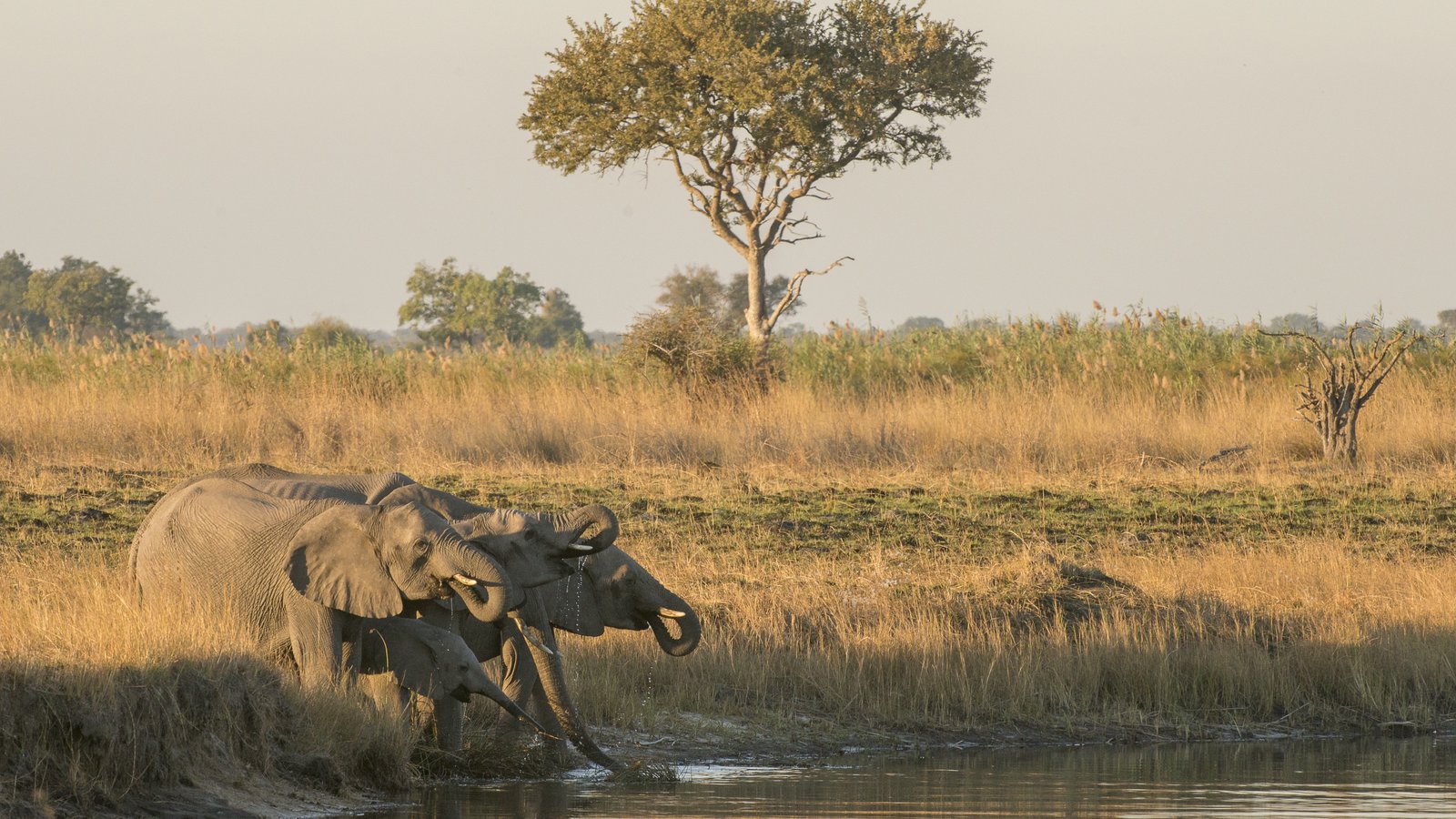 Why River Connectivity Matters | World Wildlife Fund