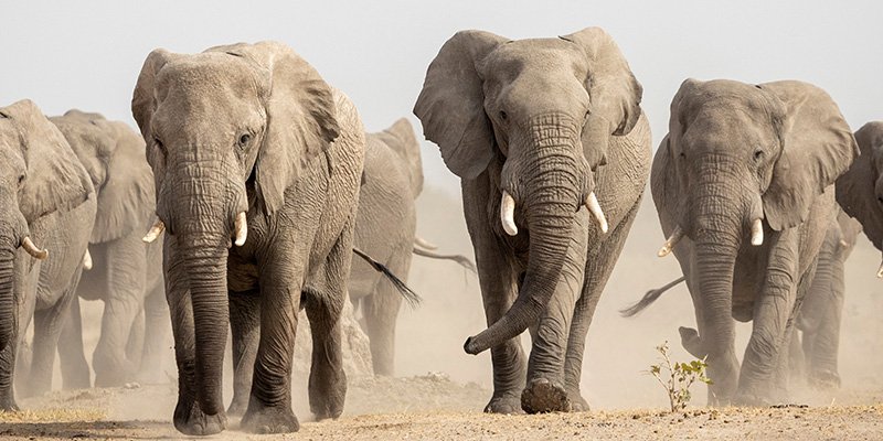 Events | World Wildlife Fund