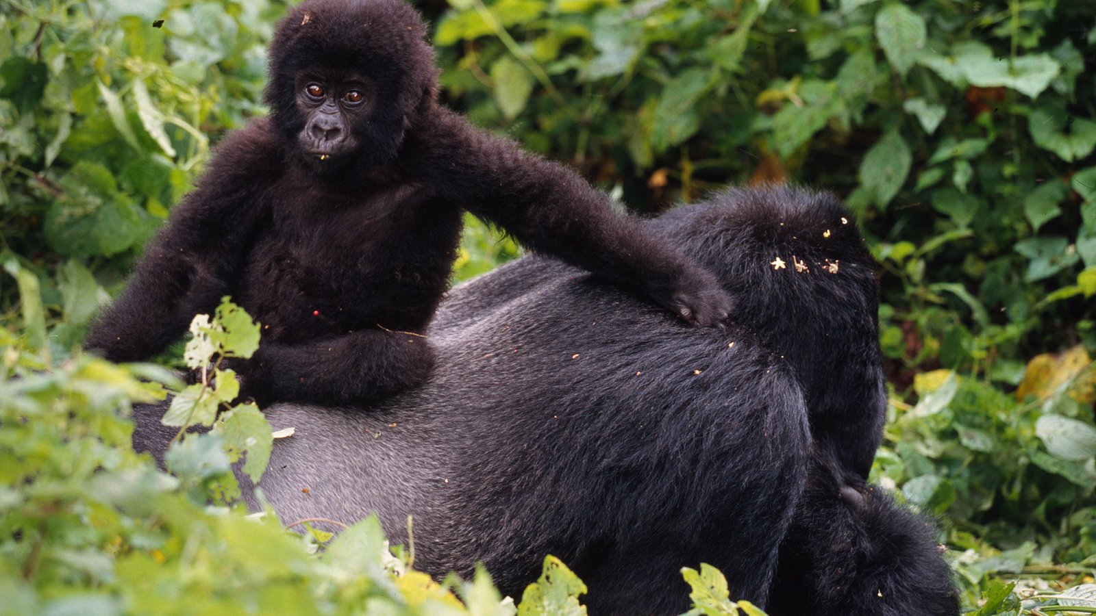 5 Remarkable Animal Dads | WWF