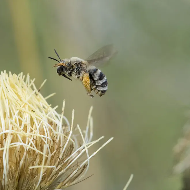 5 Common Bee Myths | World Wildlife Fund
