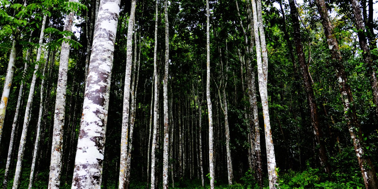 WWF and Apple Support Forests in China | World Wildlife Fund