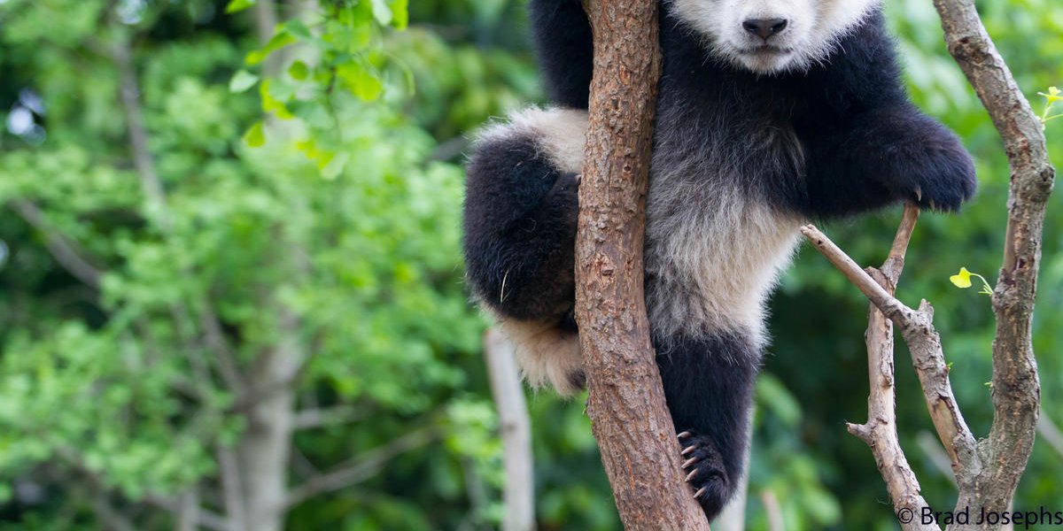 WWF & DreamWorks Unite for Wildlife with Kung Fu Panda 4 | World ...