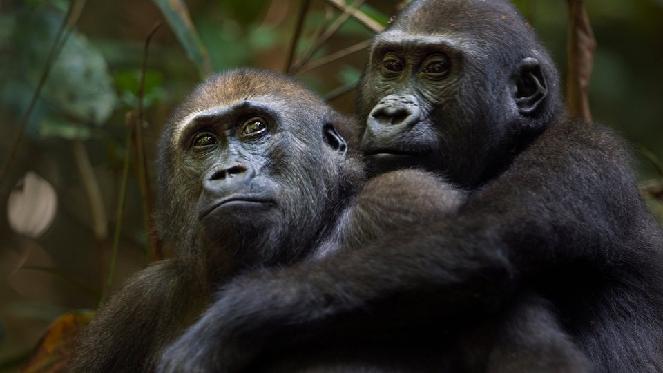 The Congo Basin's Animals & People | WWF | World Wildlife Fund
