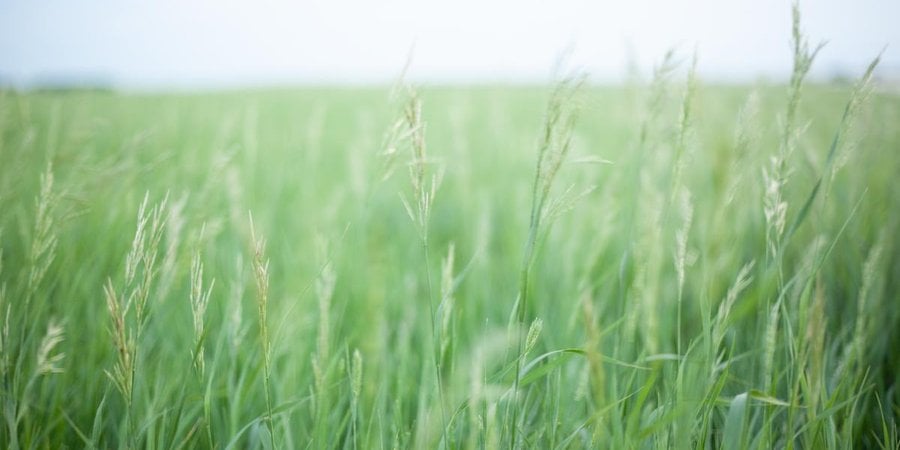 Saving Our Grasslands: Why They Matter, Why We Are Losing Them | World ...