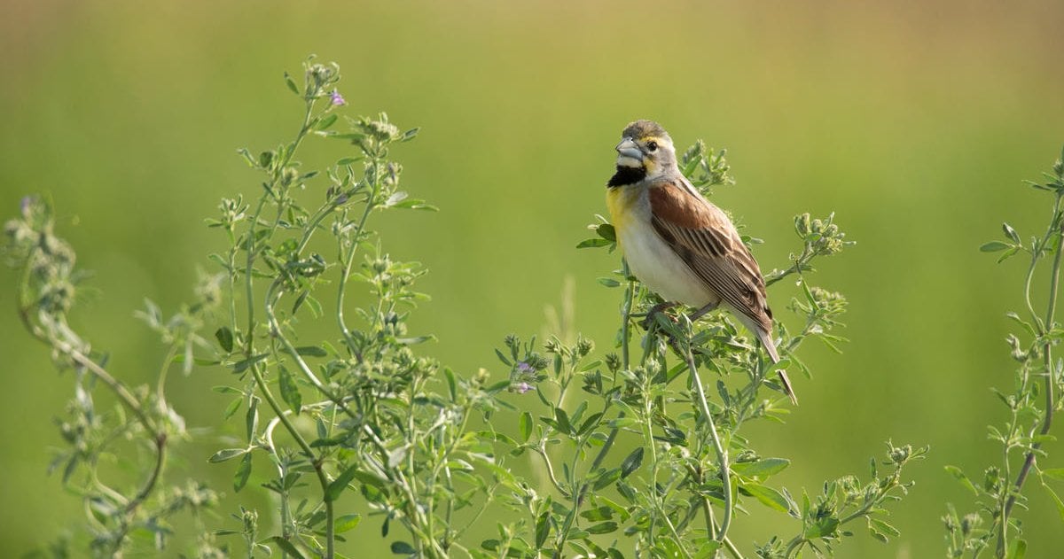 Video: Ranching with Grassland Birds | World Wildlife Fund
