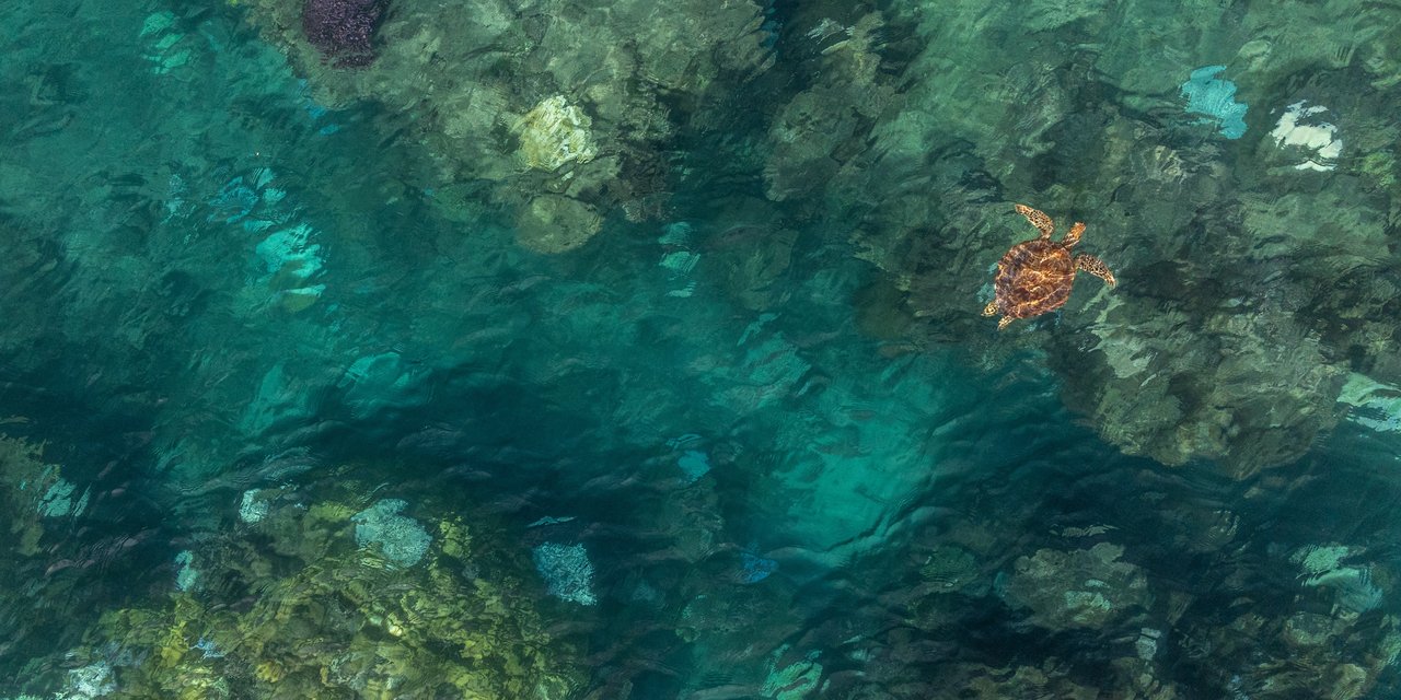Make a Pledge for the Planet | World Wildlife Fund