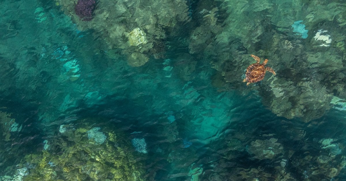 Green Turtles | World Wildlife Fund