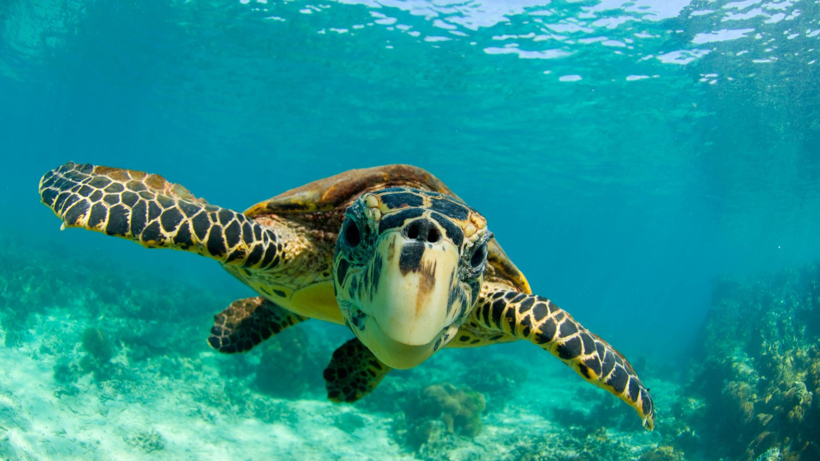 Protecting Pacific Sea Turtles | World Wildlife Fund