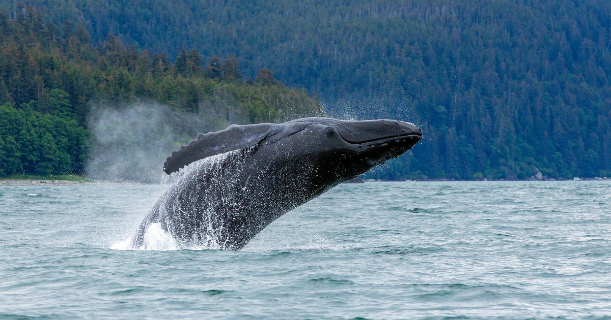 Humpback Whale Breeding Cycle