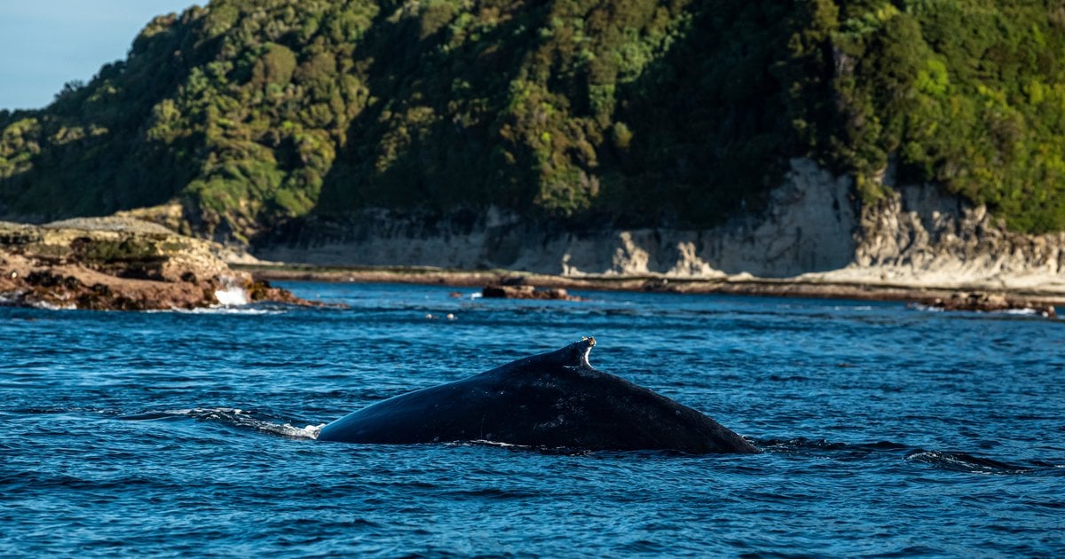 Protecting Whale Migration Routes | WWF