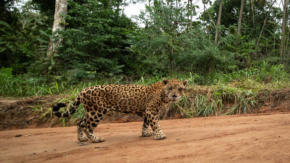 Amazon River Basin: Biodiversity Across Eight Nations | World Wildlife Fund