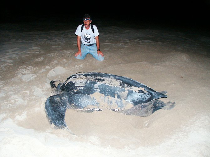 Leatherback turtles | World Wildlife Fund