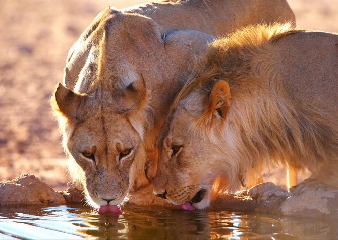 Lion | WWF