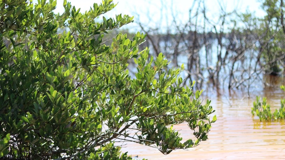 WWF’s Climate-Smart Tool Helps Protect Mangrove Forests | World ...