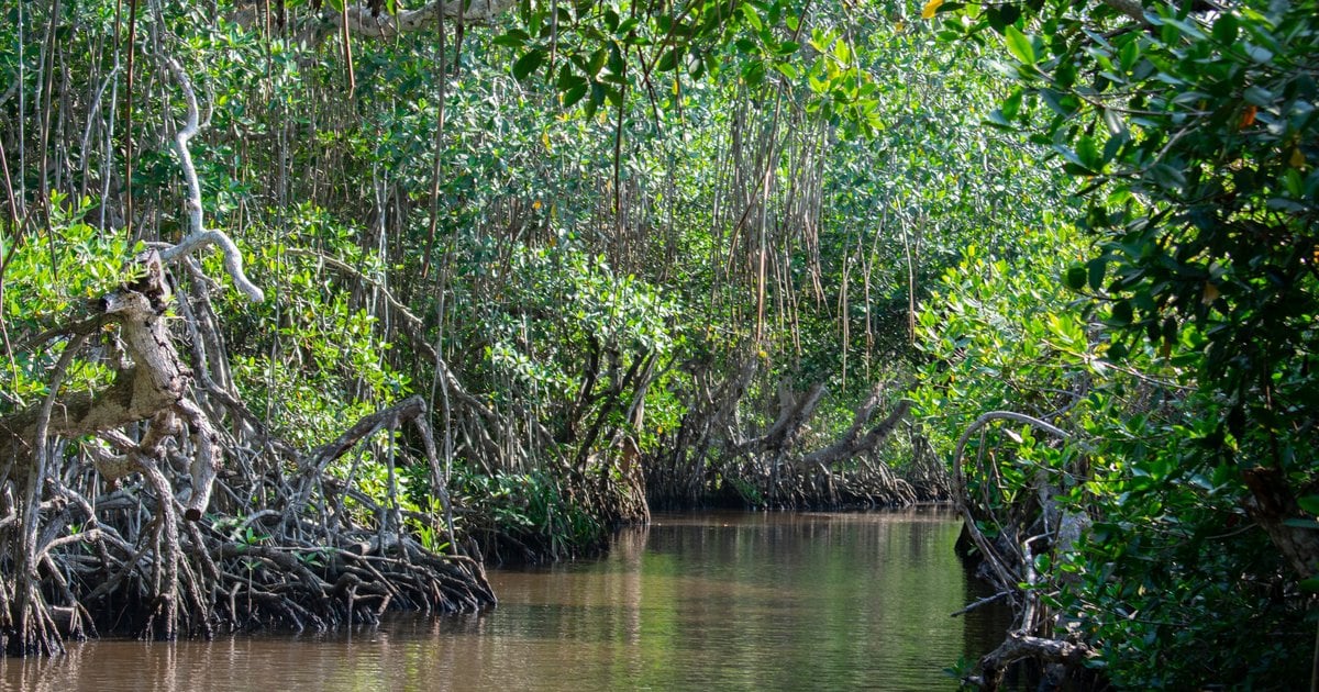 ManglarIA: AI to Save Mangroves | World Wildlife Fund