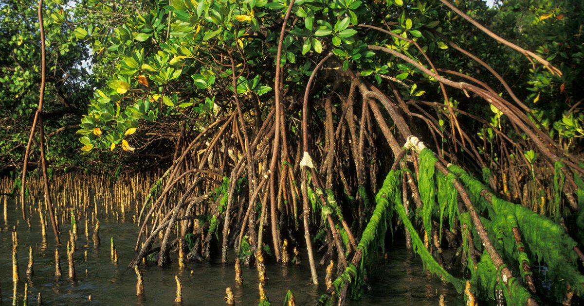 Mangrove Conservation for Climate Resilience | WWF