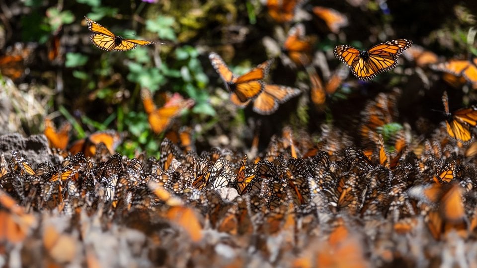 The Great Monarch Migration & Why It’s At Risk | World Wildlife Fund
