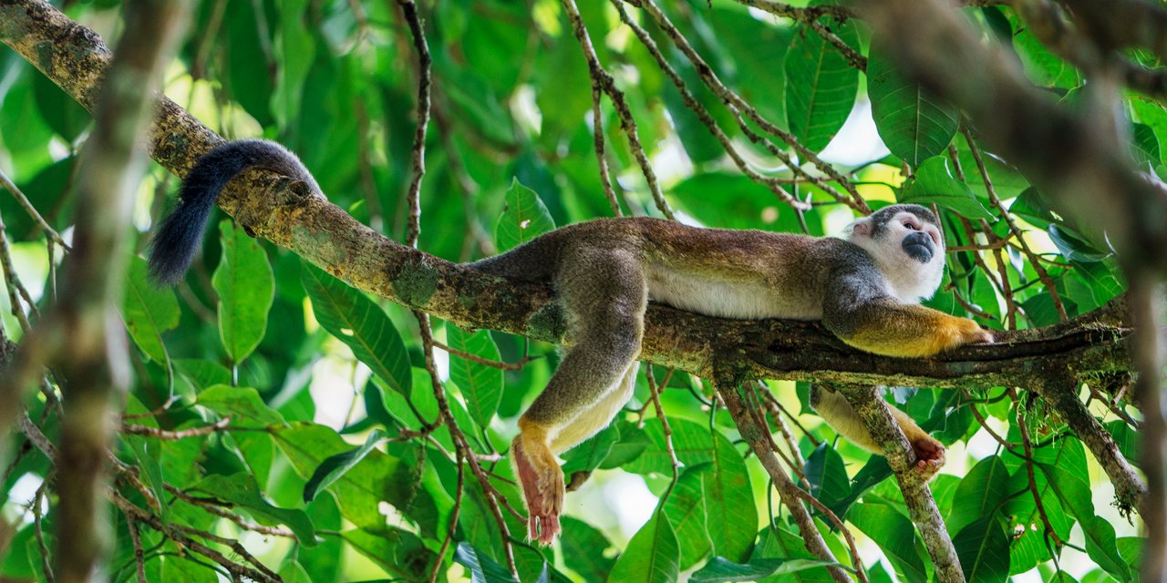 Ecuador Declares First Amazon Connectivity Corridor | WWF