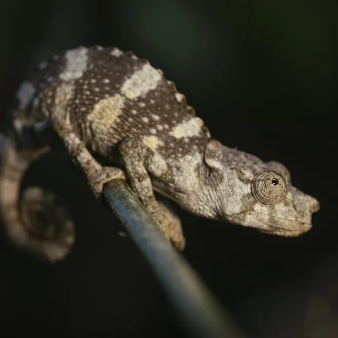 What is Biodiversity? | World Wildlife Fund