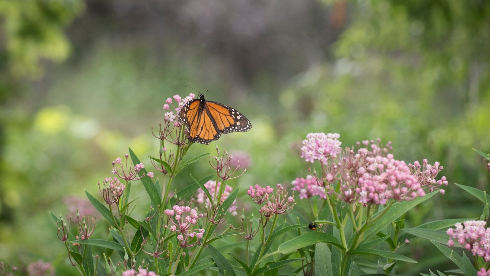 The Great Monarch Migration & Why It’s At Risk | World Wildlife Fund