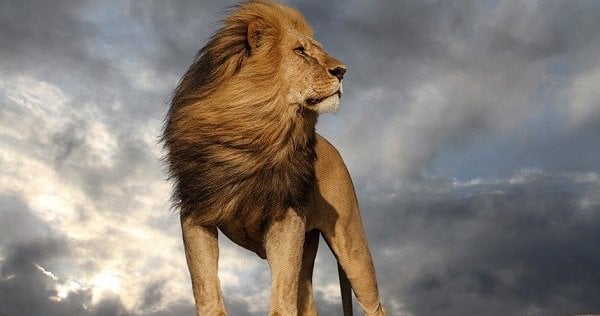 Lion | WWF