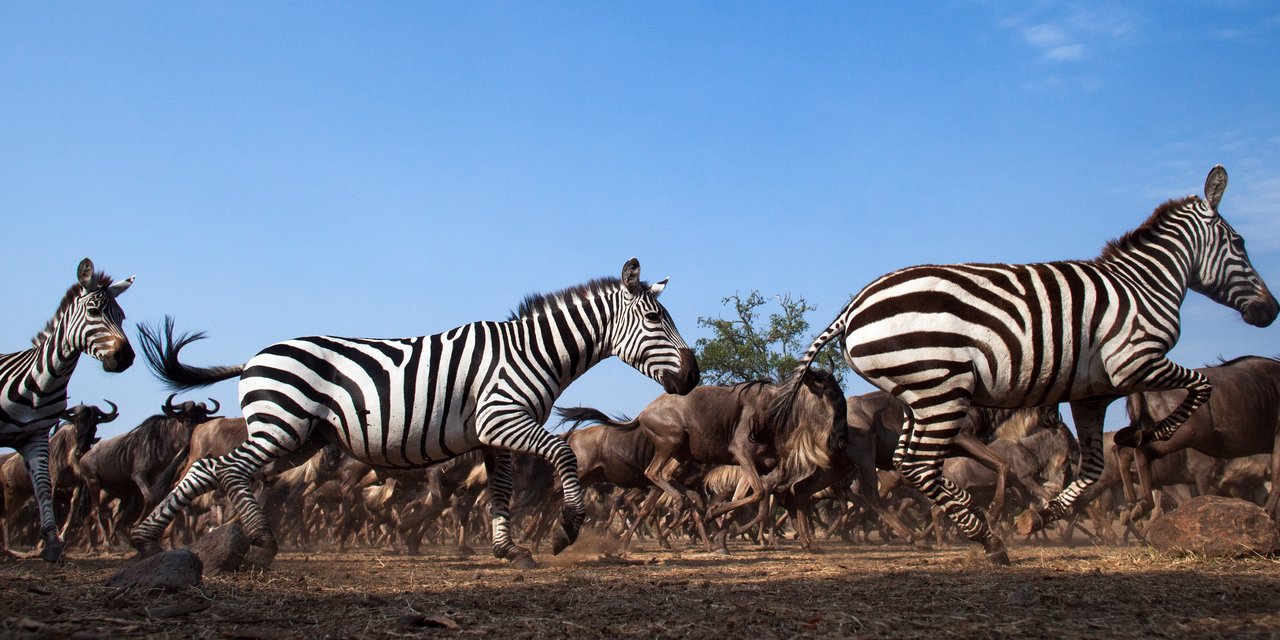 Mapping the epic migrations of zebras and other ungulates | WWF