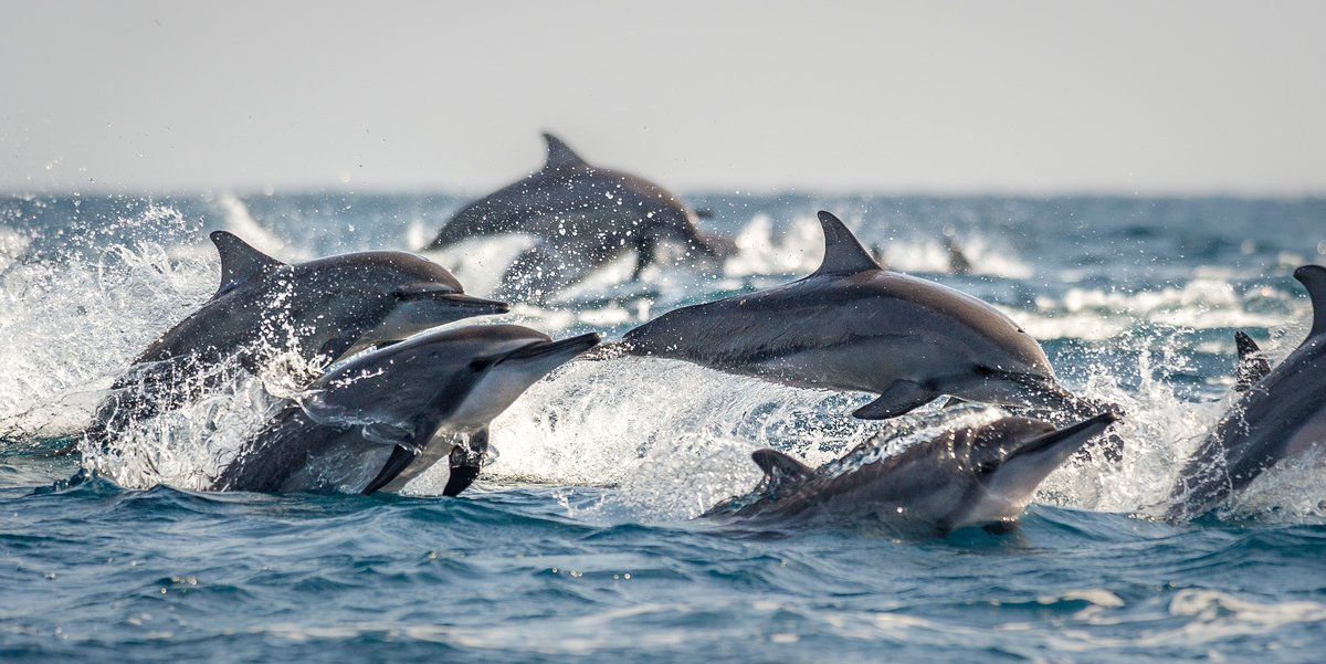 WWF’s Ocean Team Charts a Path for Global Conservation | WWF
