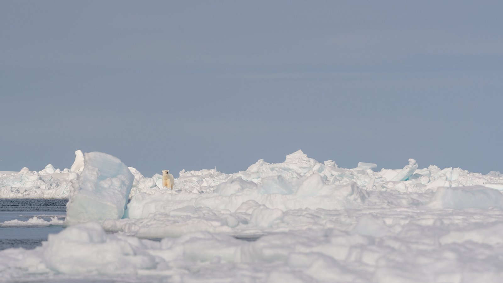 Tracking Polar Bears with DNA from Snowy Footprints | World Wildlife Fund