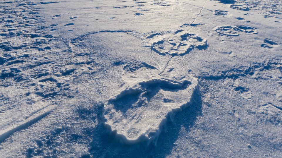 Tracking Polar Bears with DNA from Snowy Footprints | World Wildlife Fund