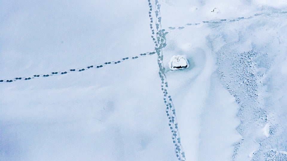 Tracking Polar Bears with DNA from Snowy Footprints | World Wildlife Fund