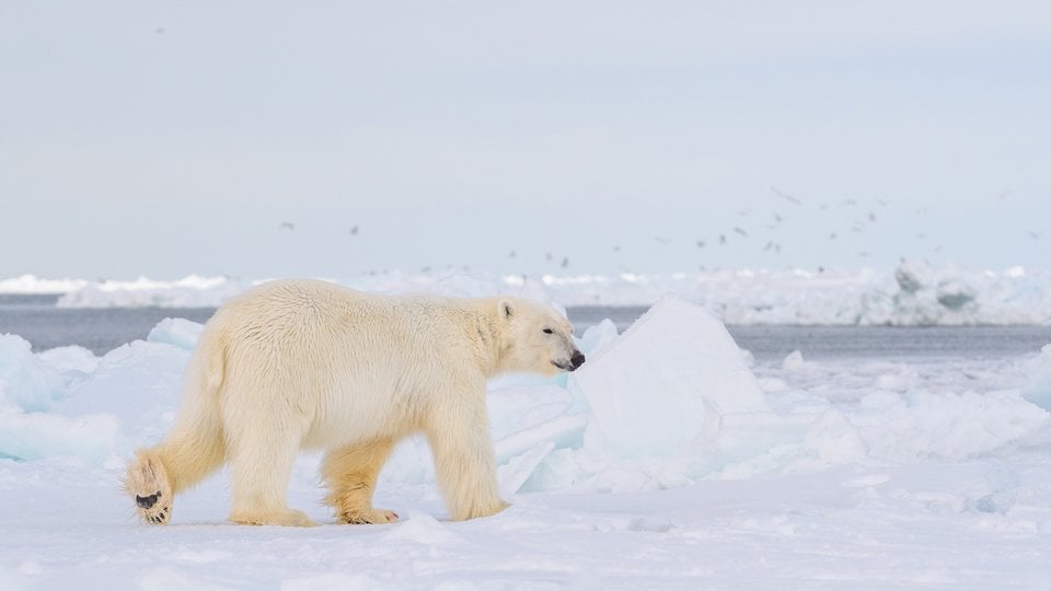Tracking Polar Bears with DNA from Snowy Footprints | World Wildlife Fund