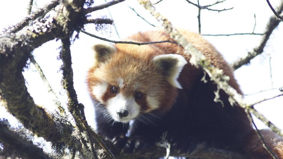 Bhutan shares results from its first red panda population su | World ...