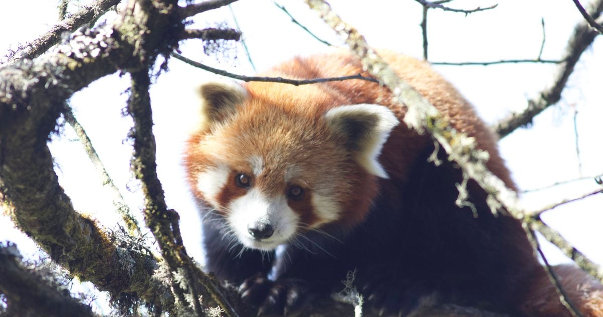 Bhutan shares results from its first red panda population su | World ...