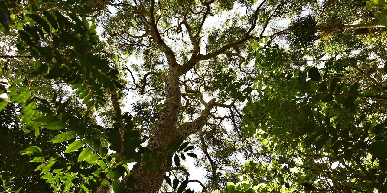 What is the Atlantic Forest? | WWF