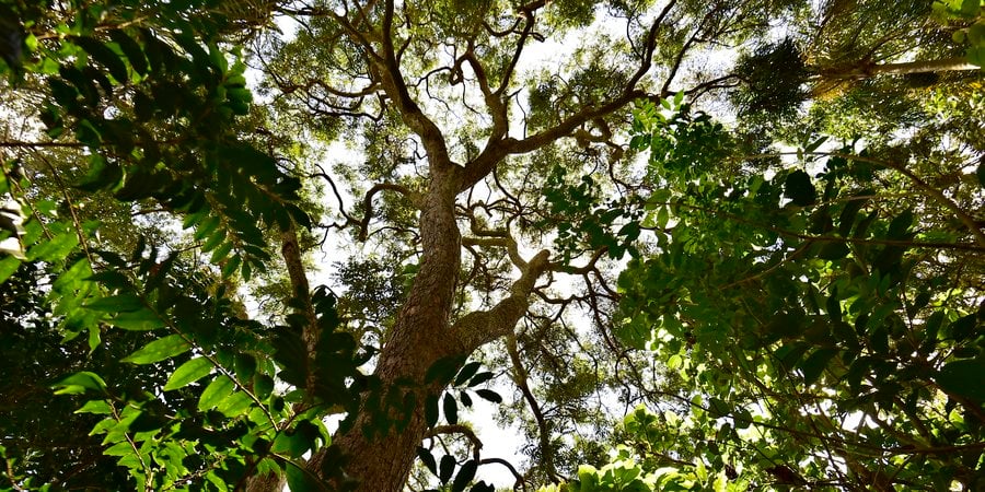 What is the Atlantic Forest? | World Wildlife Fund