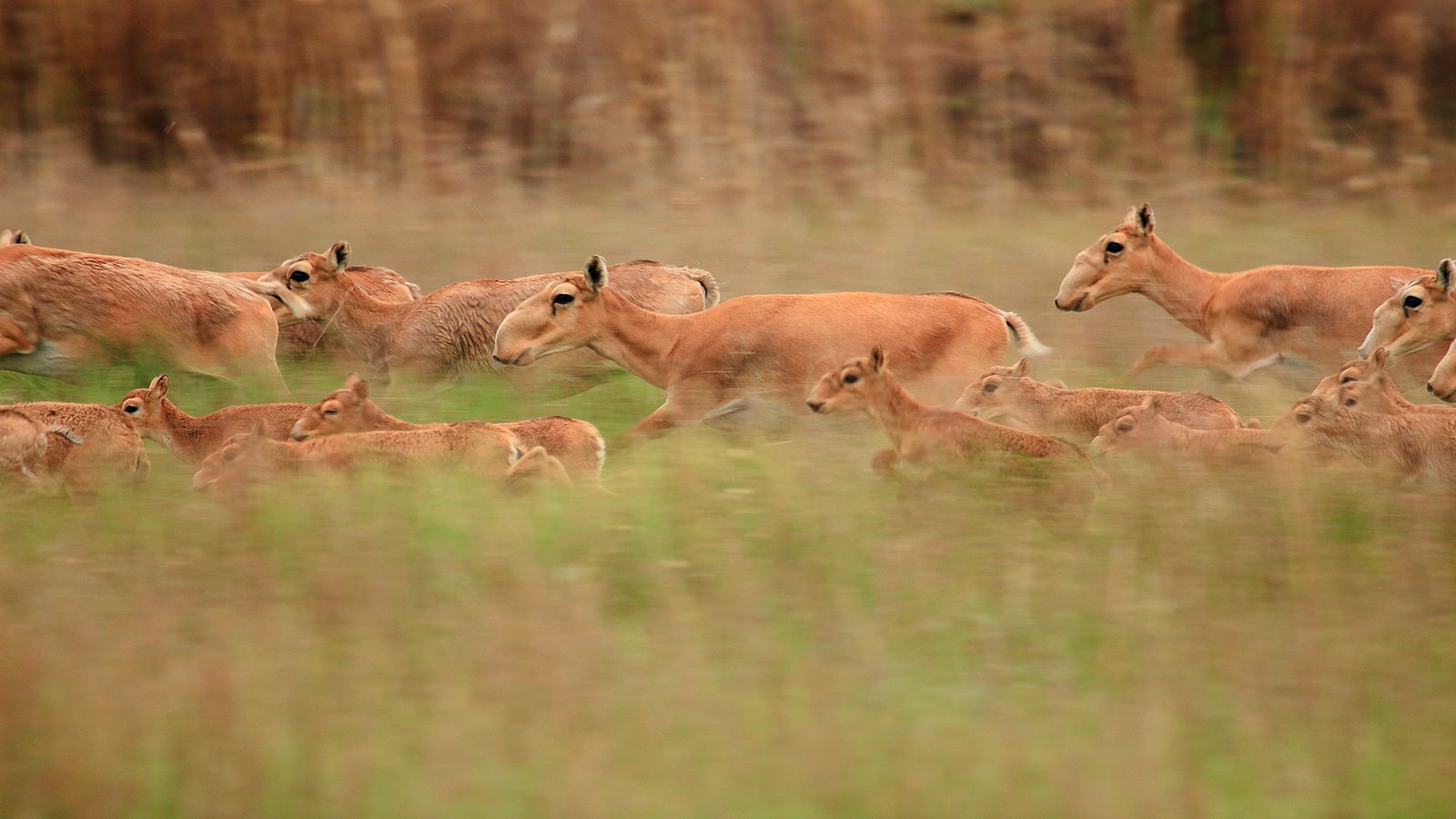 Mapping the epic migrations of zebras and other ungulates | World ...
