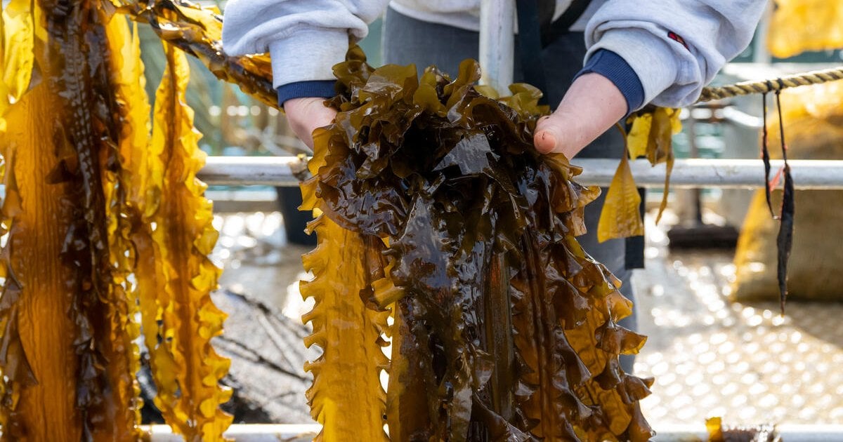 From Sea to Table: Wild Harvested Kelp Versus Farmed Kelp | WWF