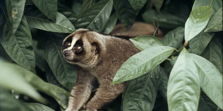 Slow Lorises: Cute, Venomous, and Fiercely Territorial | World Wildlife ...