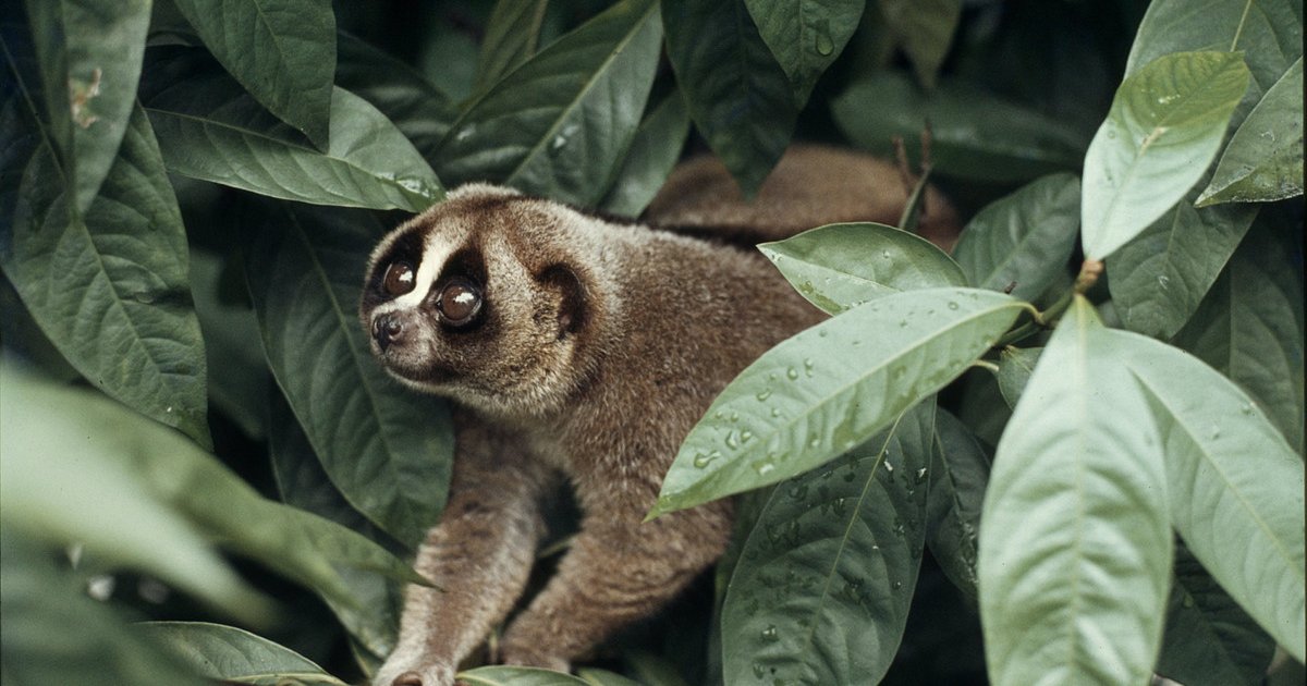 Slow Lorises: Cute, Venomous, and Fiercely Territorial | World Wildlife ...