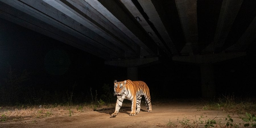 Why Expanding Tiger Habitats Matters | World Wildlife Fund