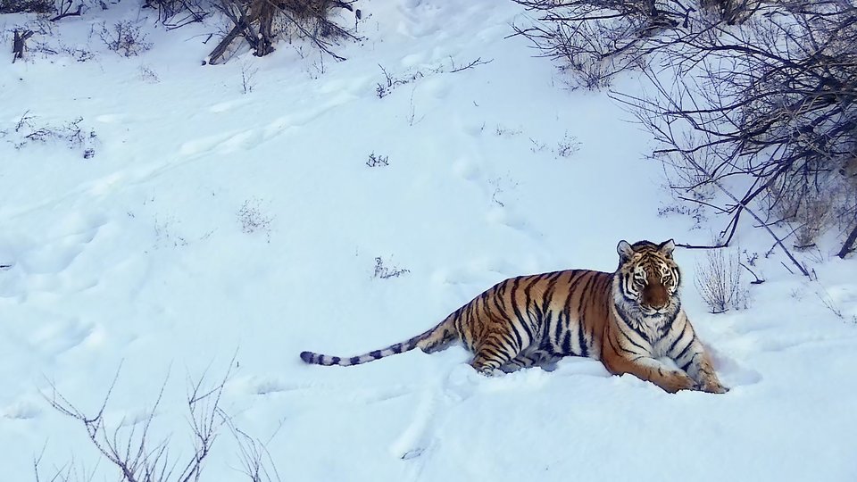 Hope for Tigers: A Comeback in Asia’s Wild Landscapes | WWF