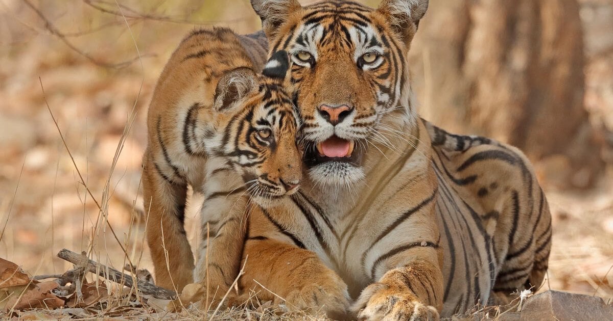 New tiger population estimate of 5,574 wild tigers announced | WWF
